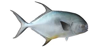 Permit - Buggs Fishing Lures